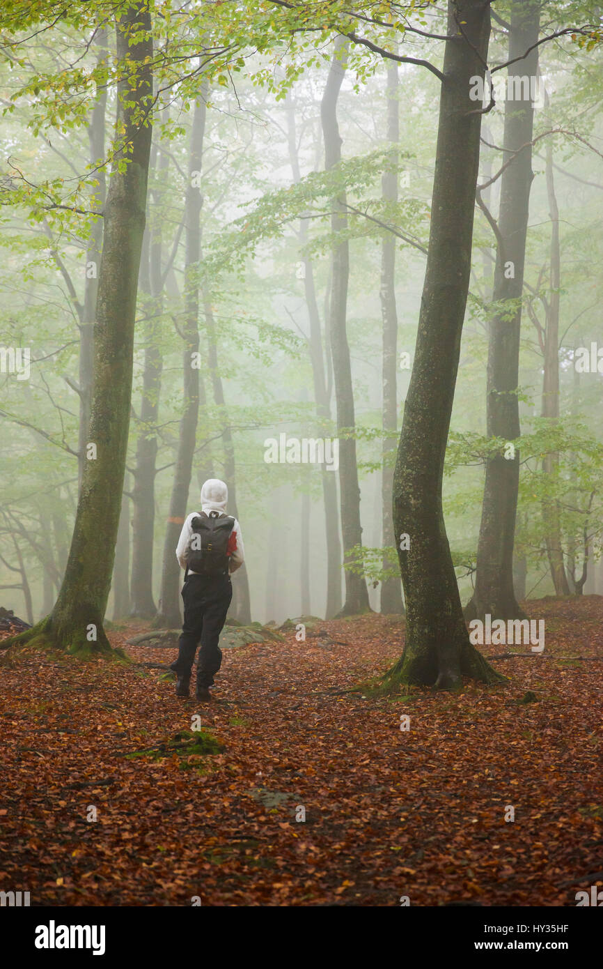 Sweden, Skane, Soderasen, Rear view of woman in foggy forest Stock ...