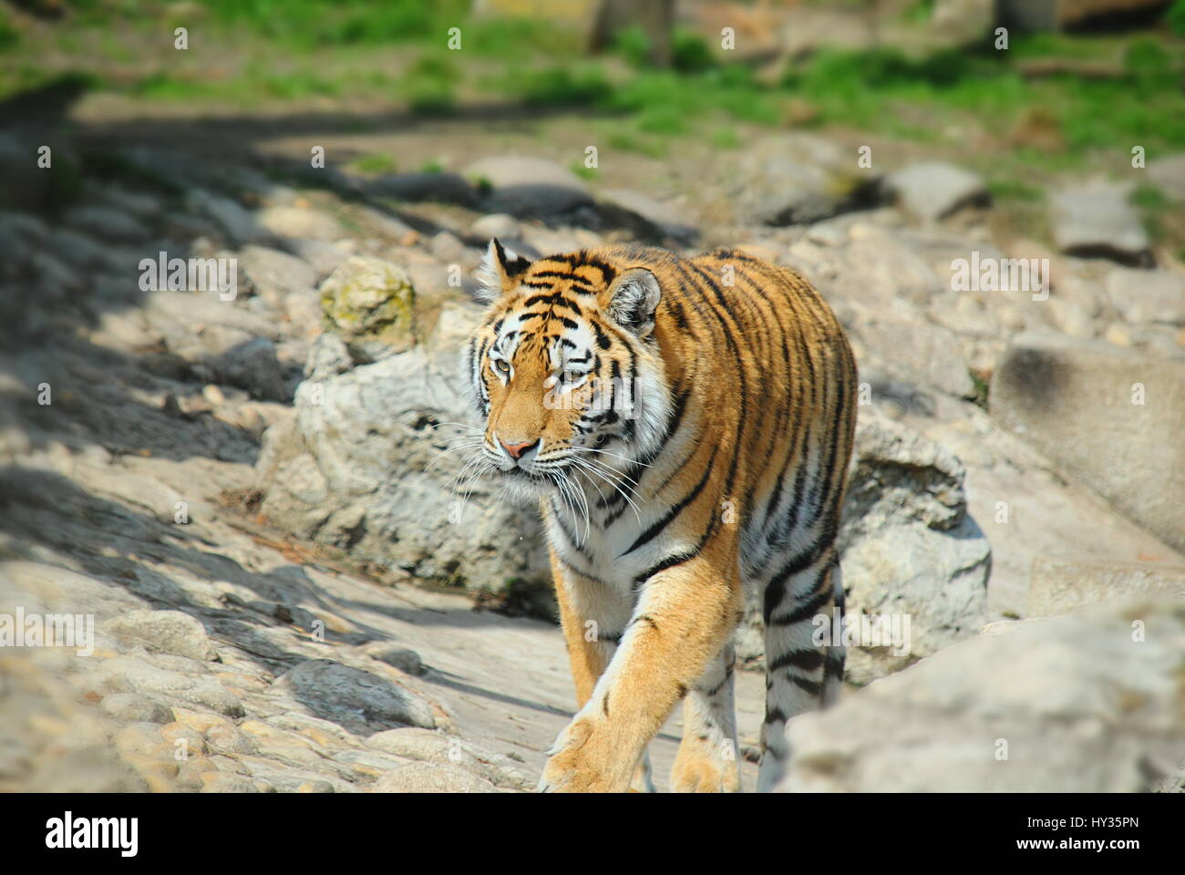 siberian tiger walking Stock Photo - Alamy