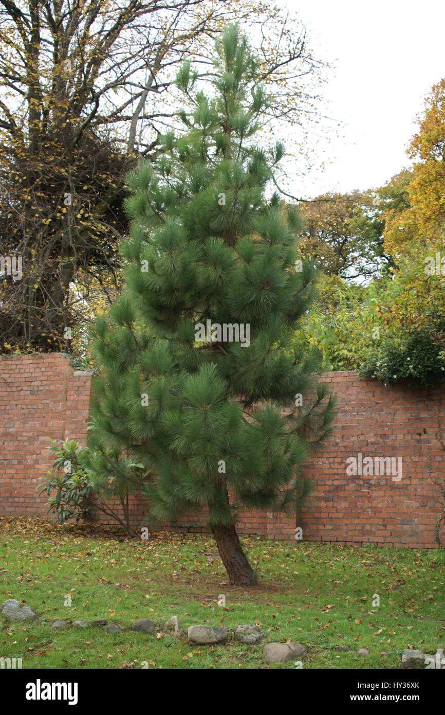 Pinus canariensis at Clyne gardens, Swansea, Wales, UK Stock Photo - Alamy