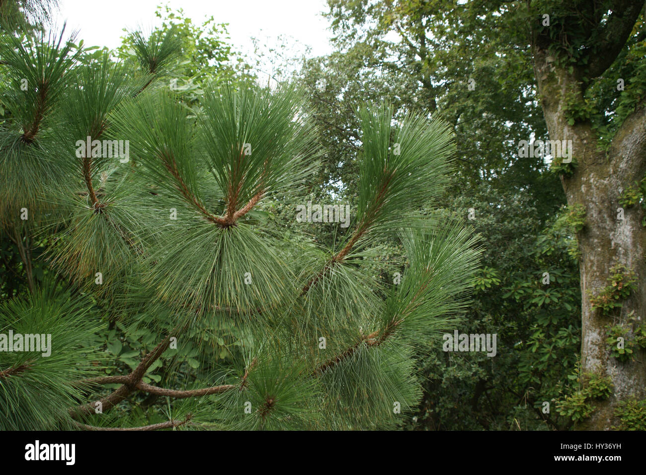 Pinus montezuma hi-res stock photography and images - Alamy