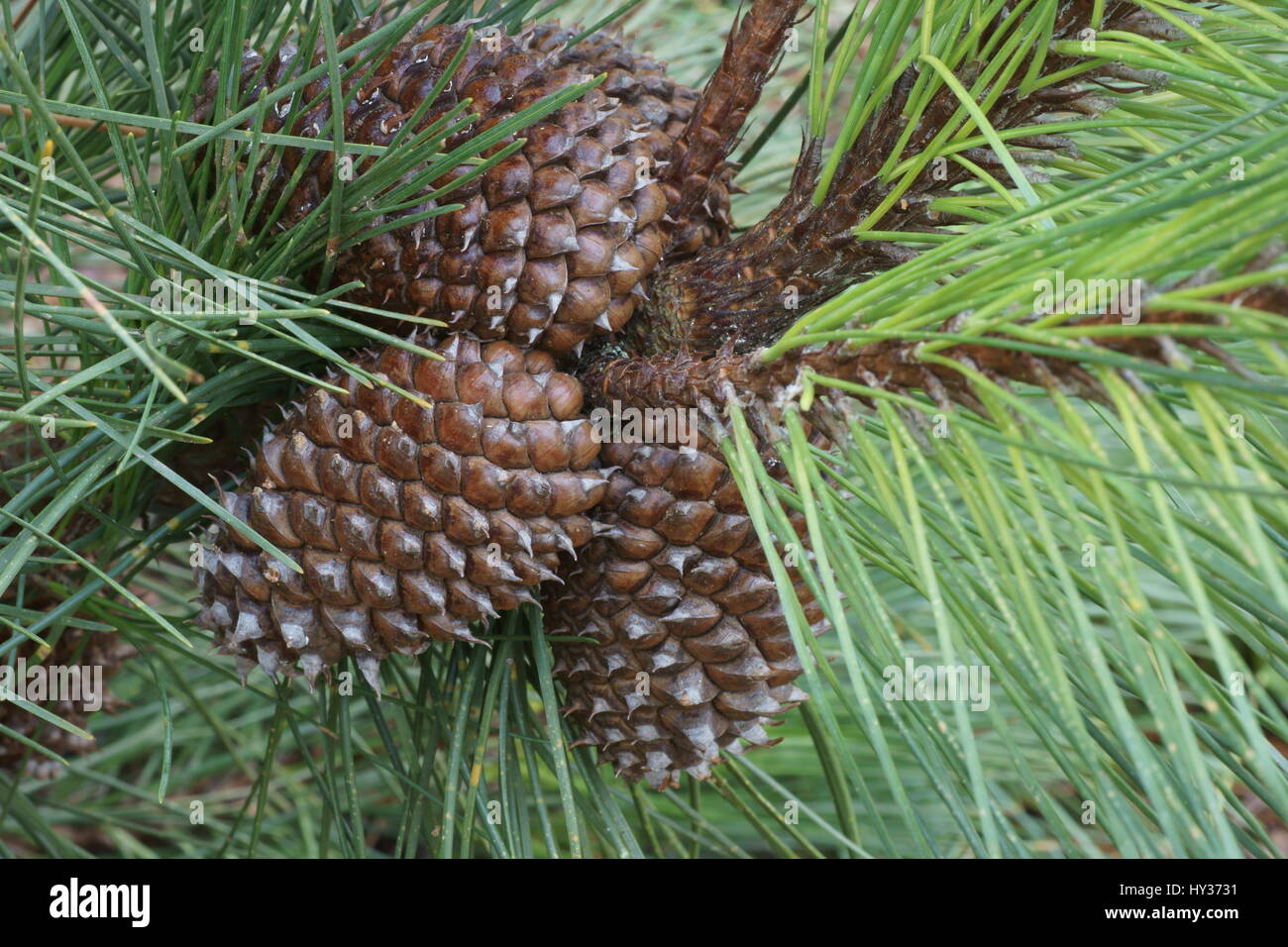 Pinus species hi-res stock photography and images - Alamy