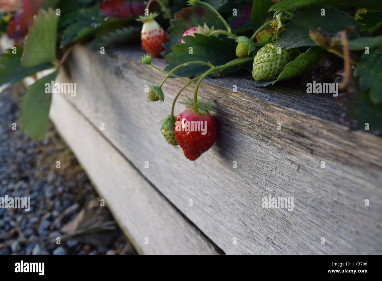 Strawberry ripe garden berries hi-res stock photography and images - Alamy