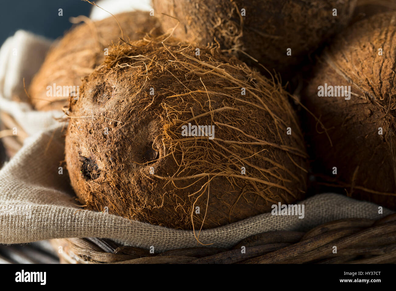 Raw Organic Tropical Brown Coconuts Ready to Open Stock Photo - Alamy