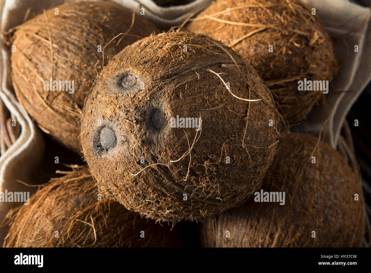 Raw Organic Tropical Brown Coconuts Ready to Open Stock Photo - Alamy