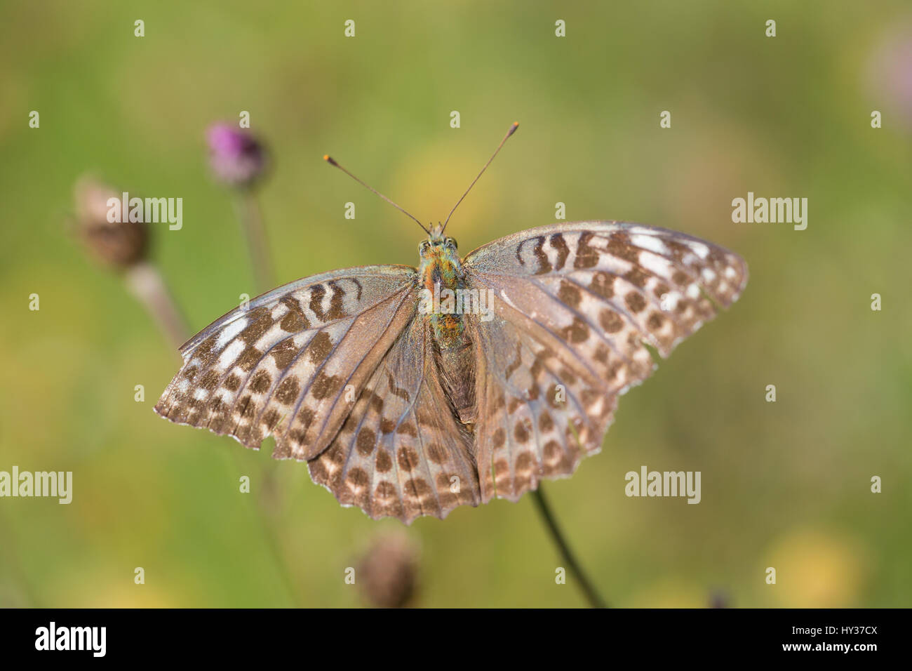 Silver-washed fritillary form Valesina Stock Photo - Alamy
