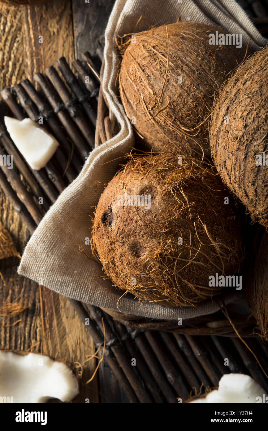 Raw Organic Tropical Brown Coconuts Ready to Open Stock Photo - Alamy
