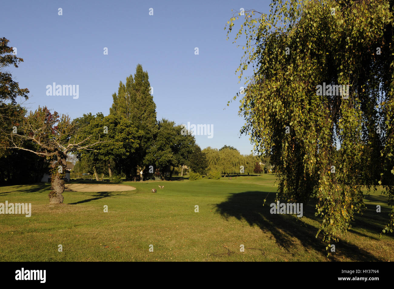 View from under Willow tree to 9th Green with Canada Geese , Malden ...