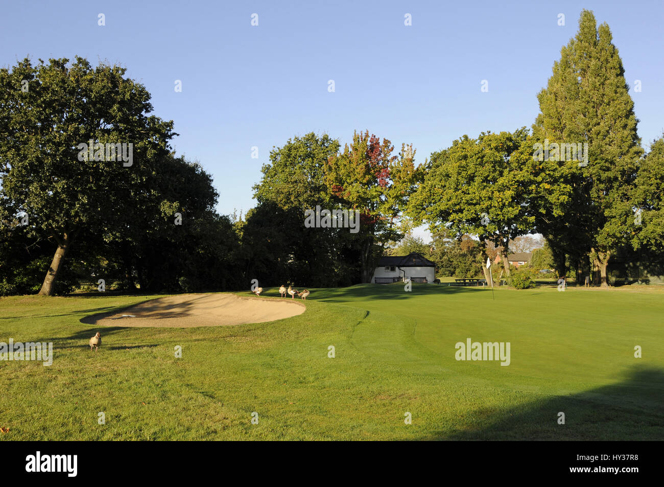 View from just short of the 9th Green with Canada Geese , Malden Golf ...