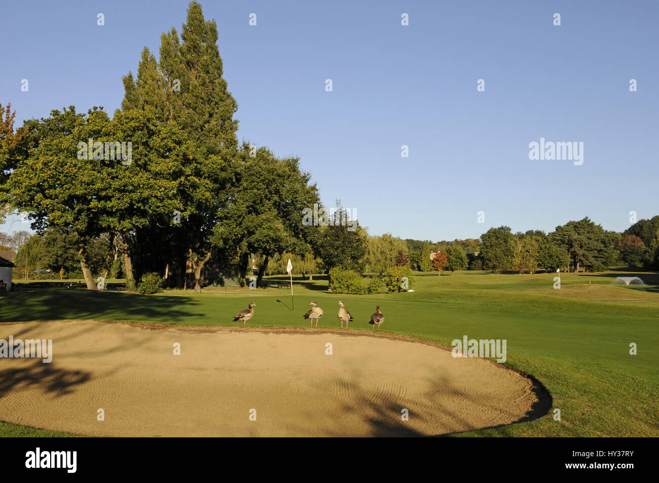 New malden golf hi-res stock photography and images - Alamy