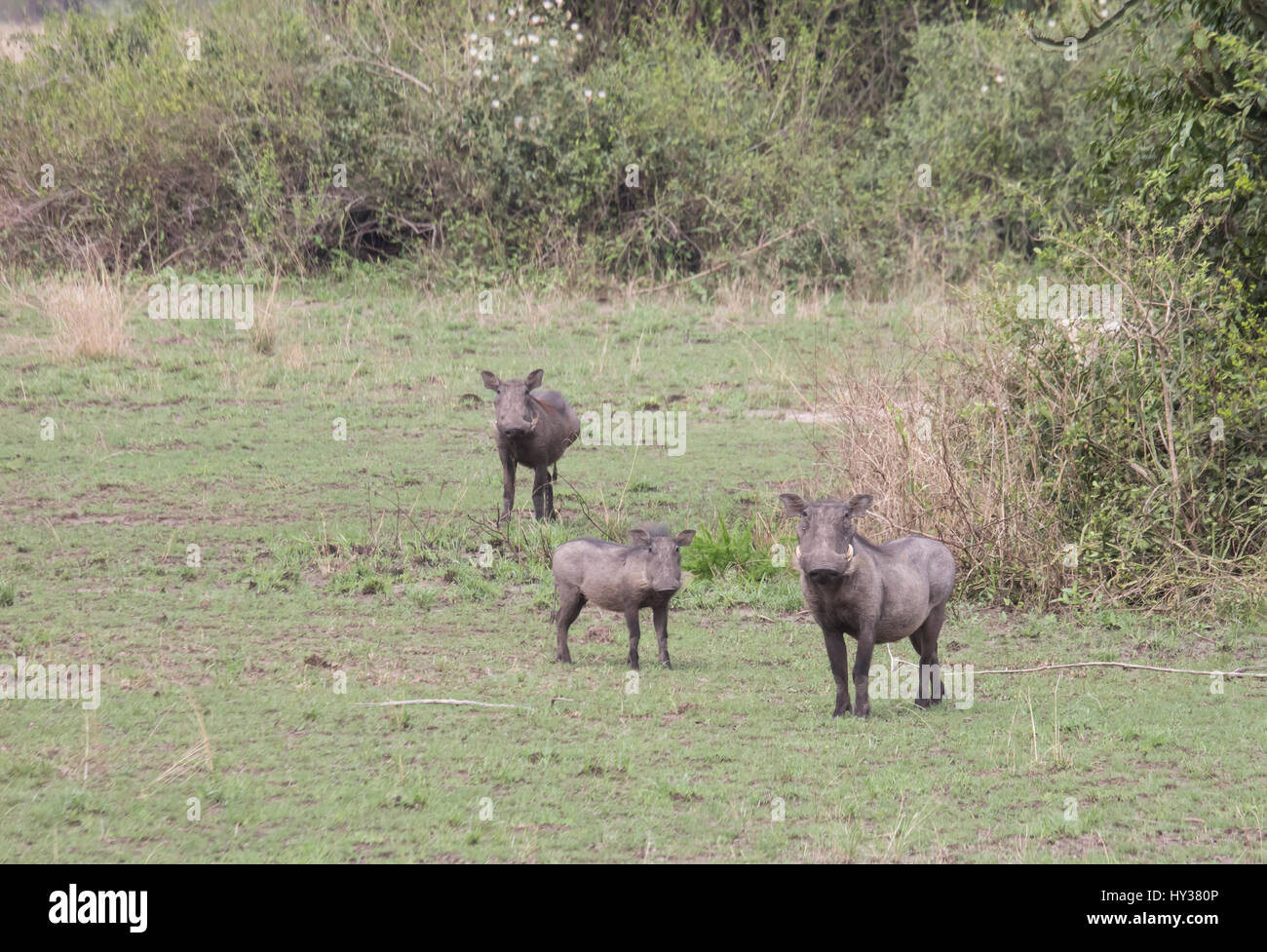 Warthog family in Queen Elizabeth National Park, Uganda, Africa Stock ...