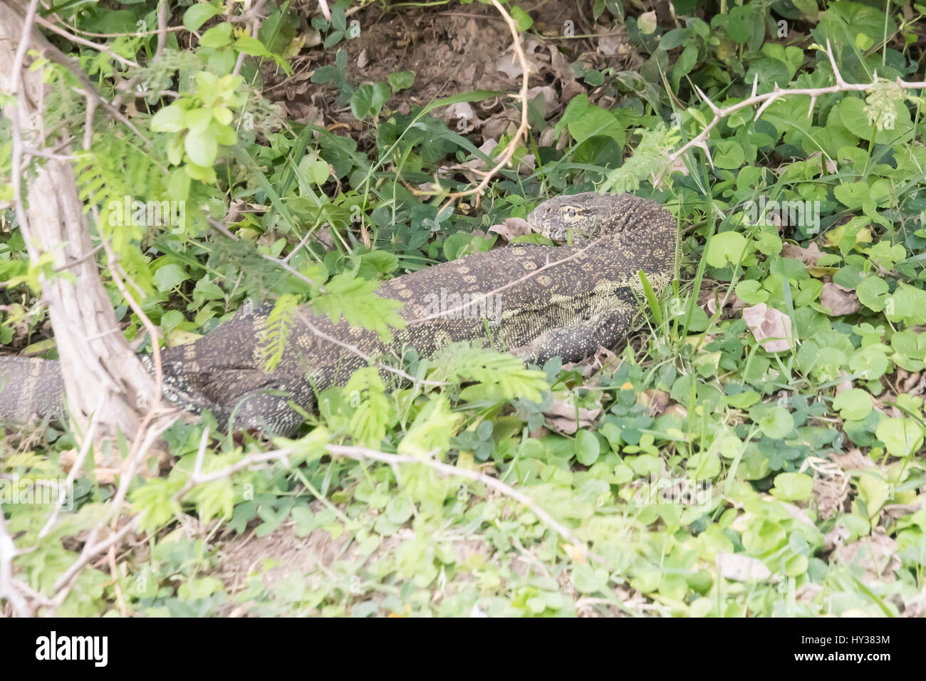 Nile monitor lizard in leaves in Queen Elizabeth National Park, Uganda ...