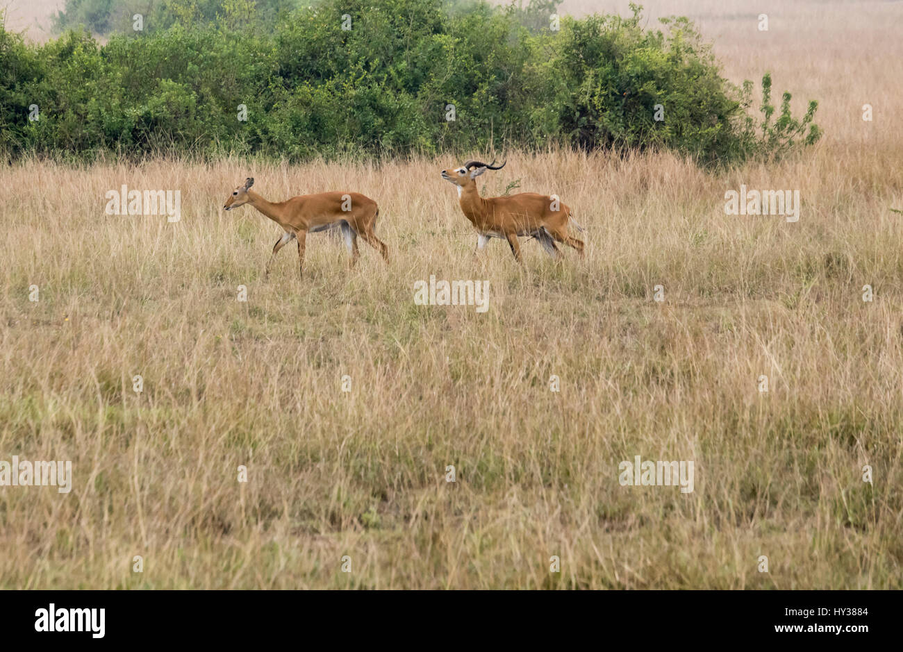 Mating antelope hi-res stock photography and images - Alamy