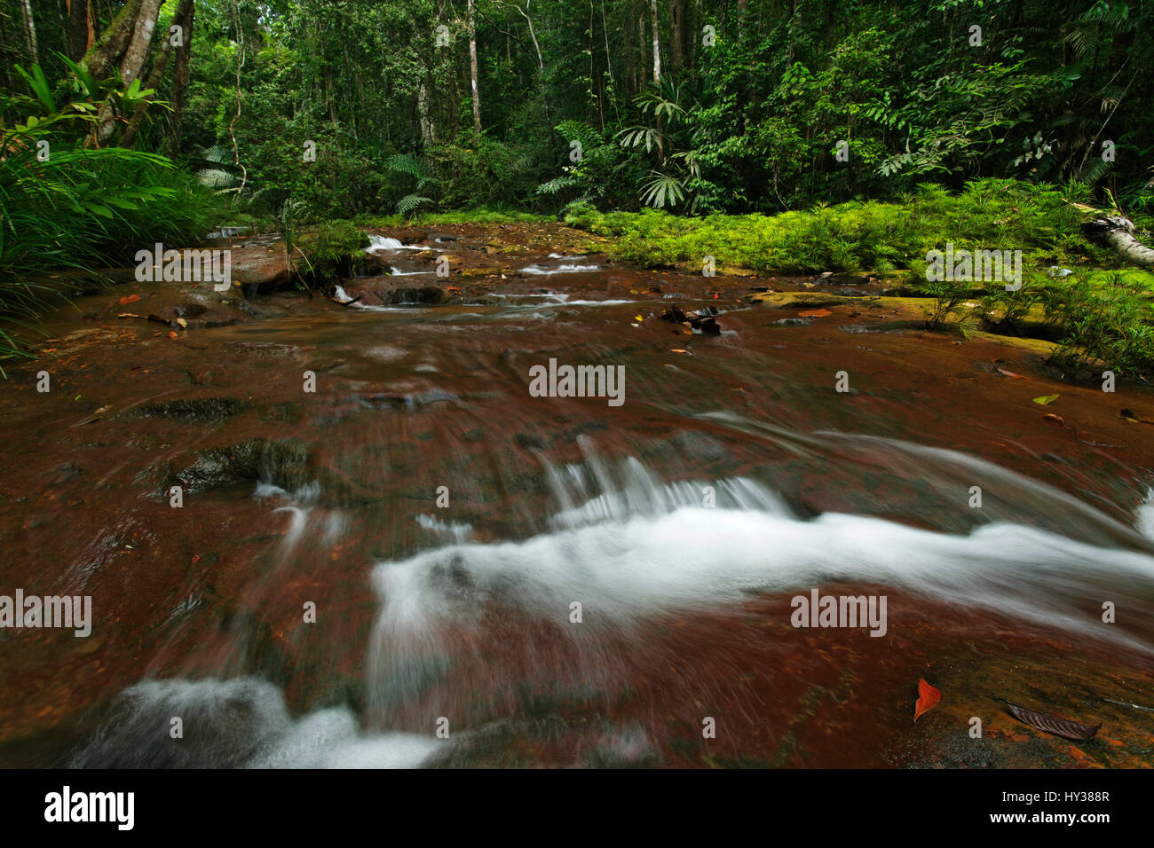 Jungle stream in the rainforest of Borneo Stock Photo - Alamy