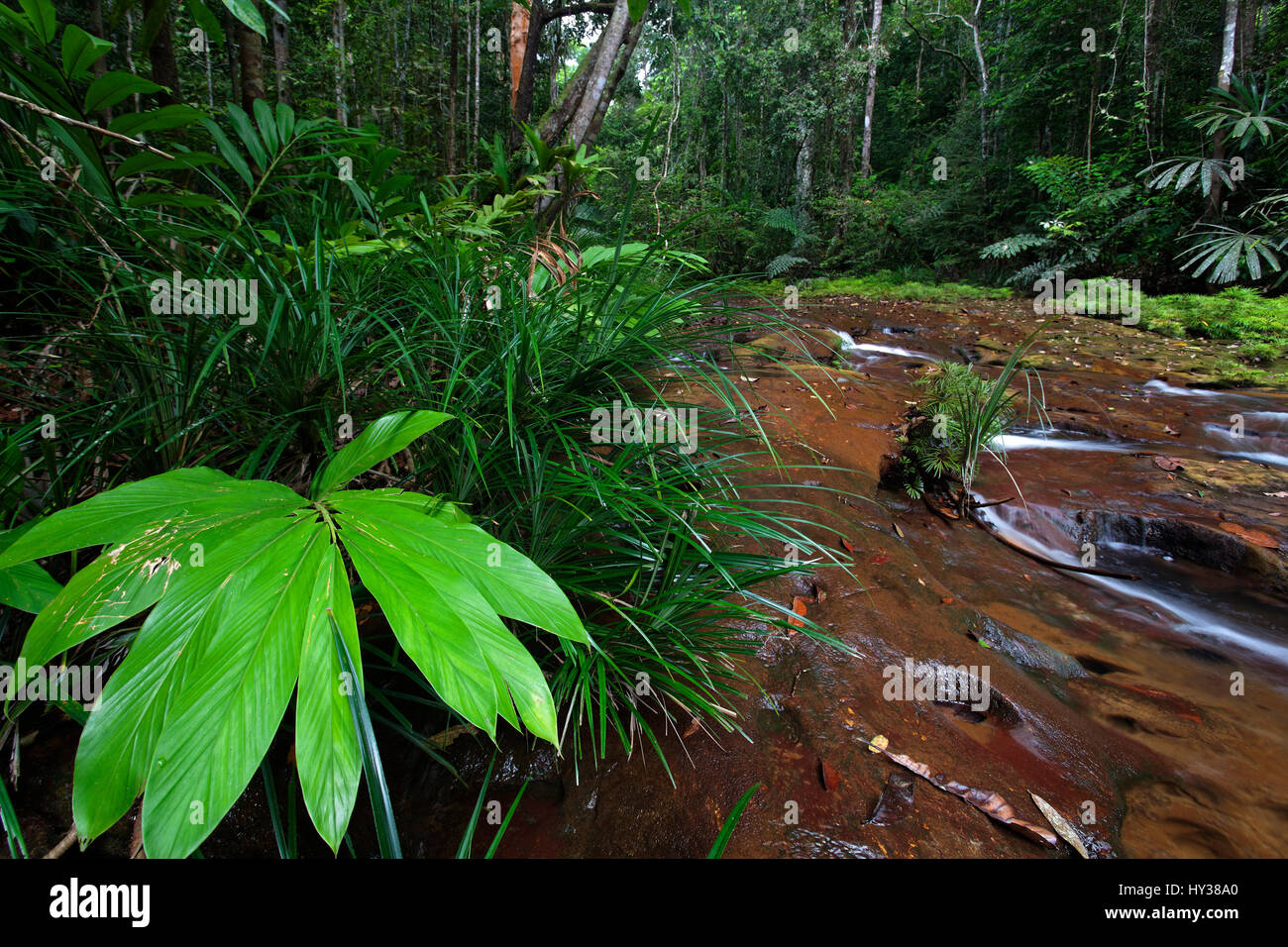 Borneo jungle hi-res stock photography and images - Alamy