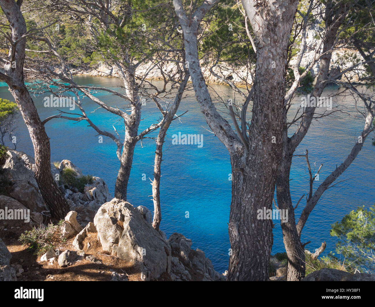 view through pine trees of Cala Murta cove on the Formentor peninsula ...