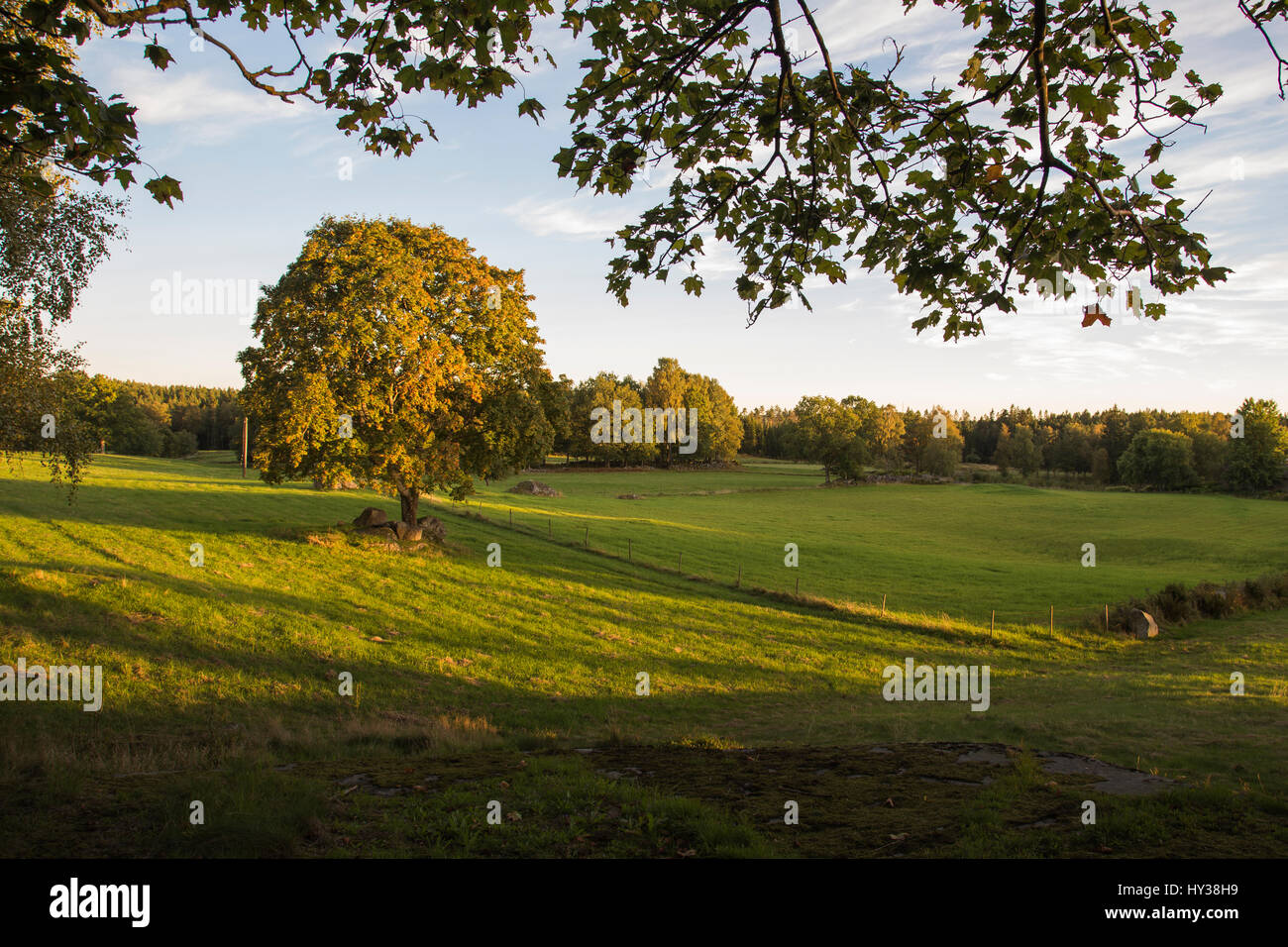 Green pastures among trees hi-res stock photography and images - Alamy