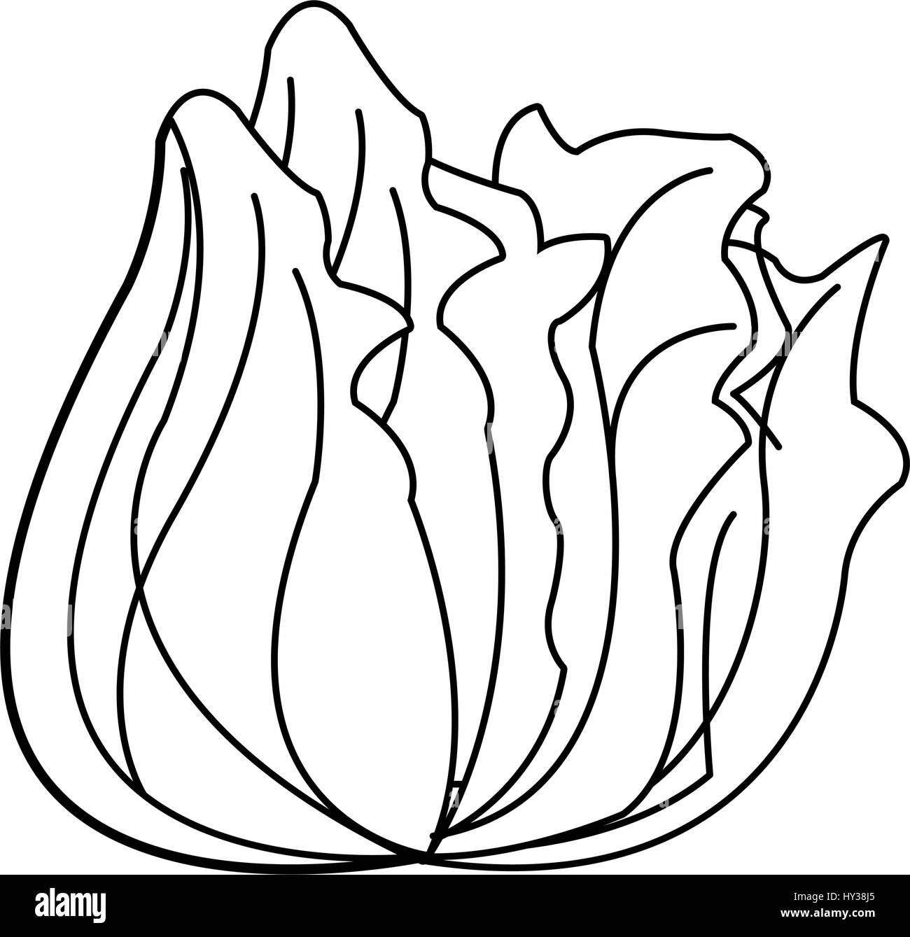 Garlic lettuce Black and White Stock Photos & Images - Alamy