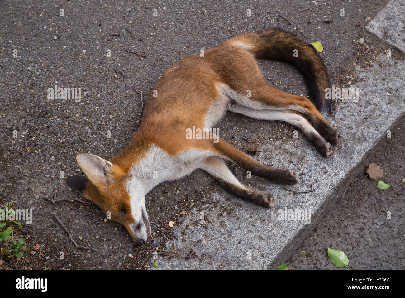 Dead fox lying by the side of a road in north London Stock Photo - Alamy