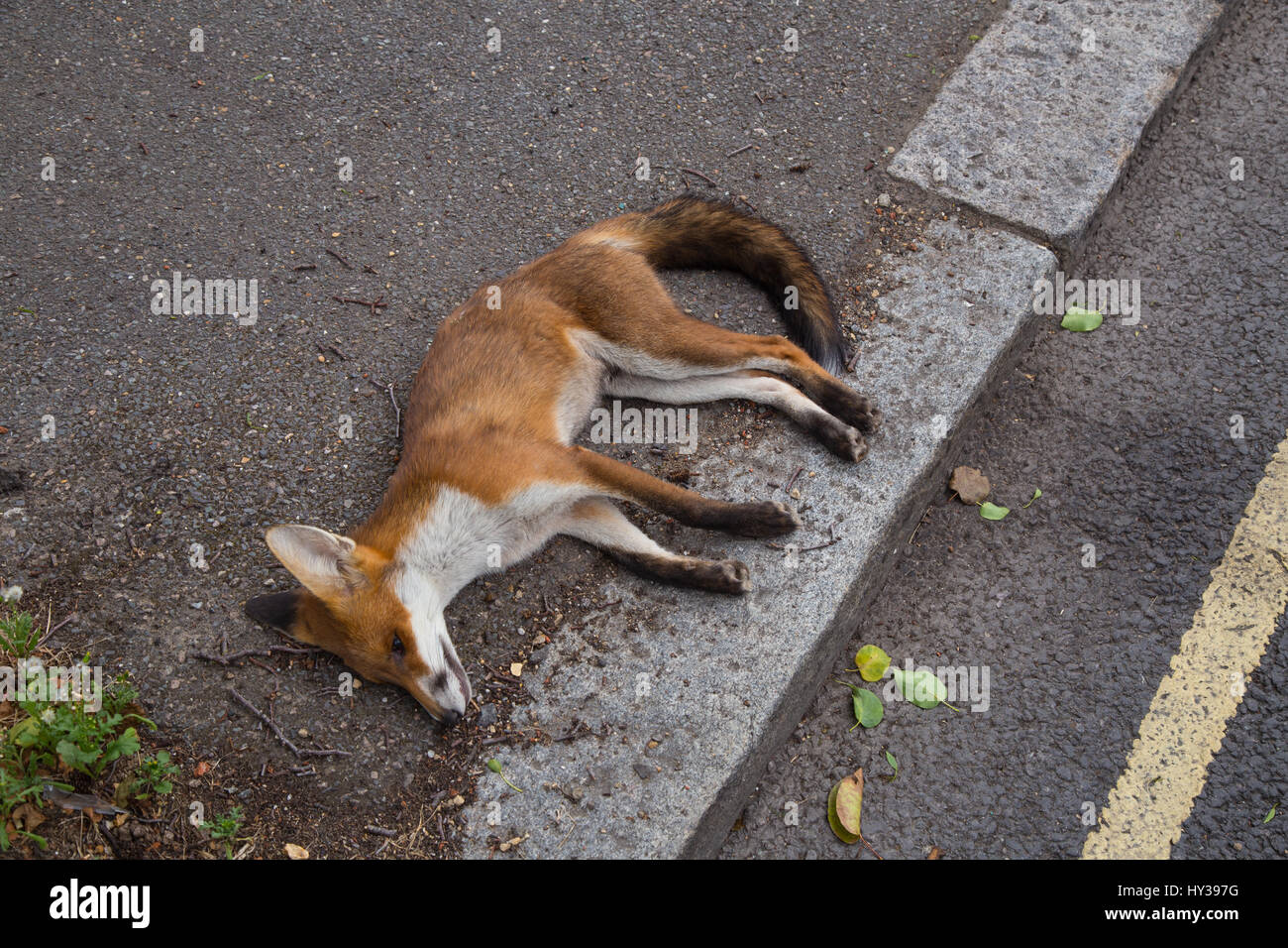 Dead fox lying by the side of a road in north London Stock Photo - Alamy