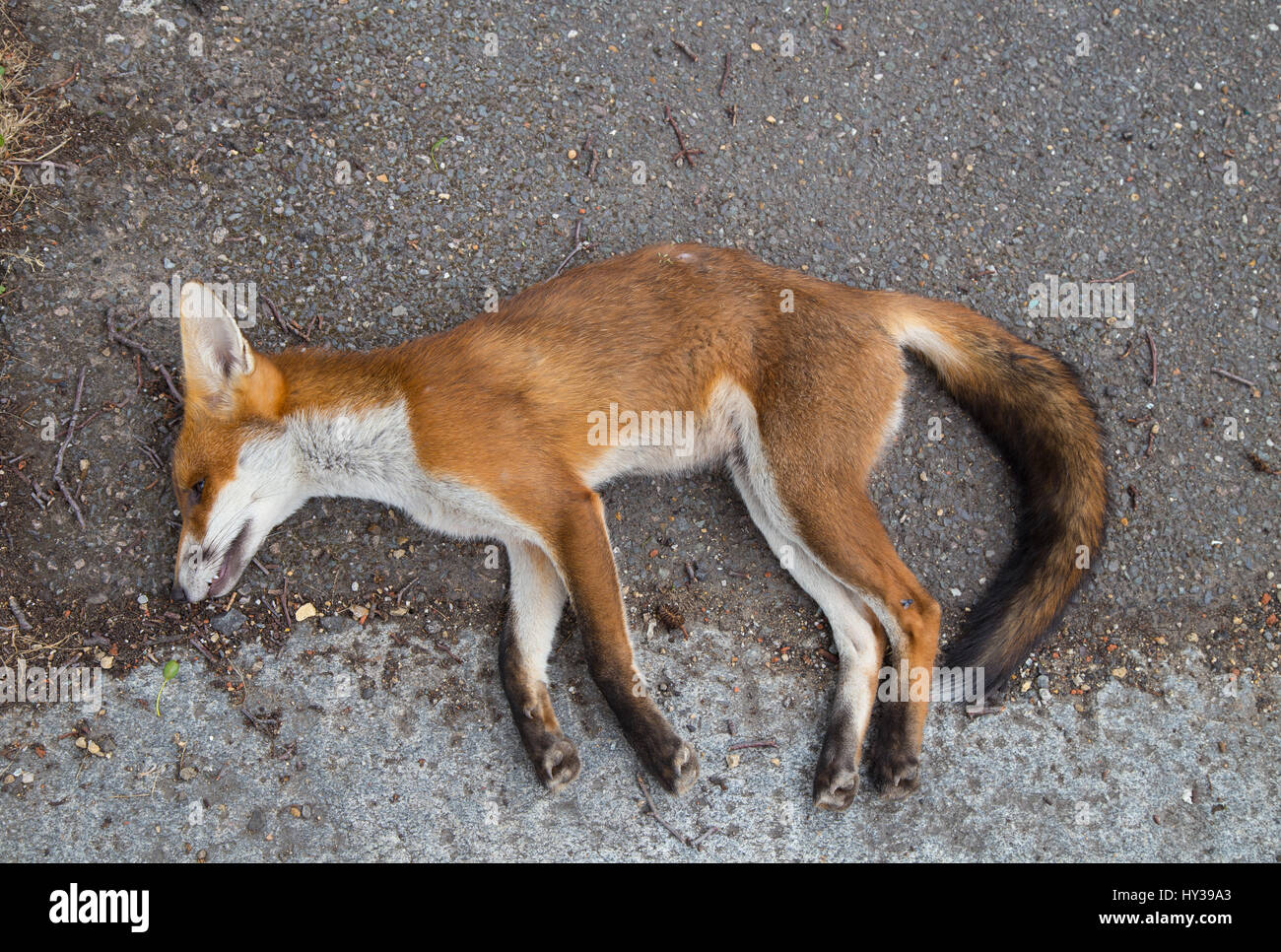 Dead fox lying by the side of a road in north London Stock Photo - Alamy