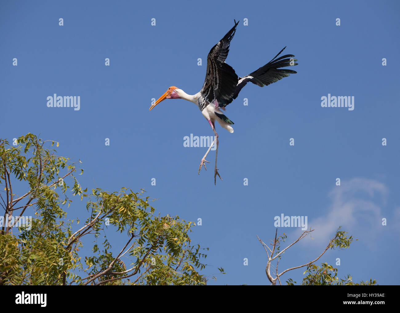 Painted stork in flight Stock Photo - Alamy