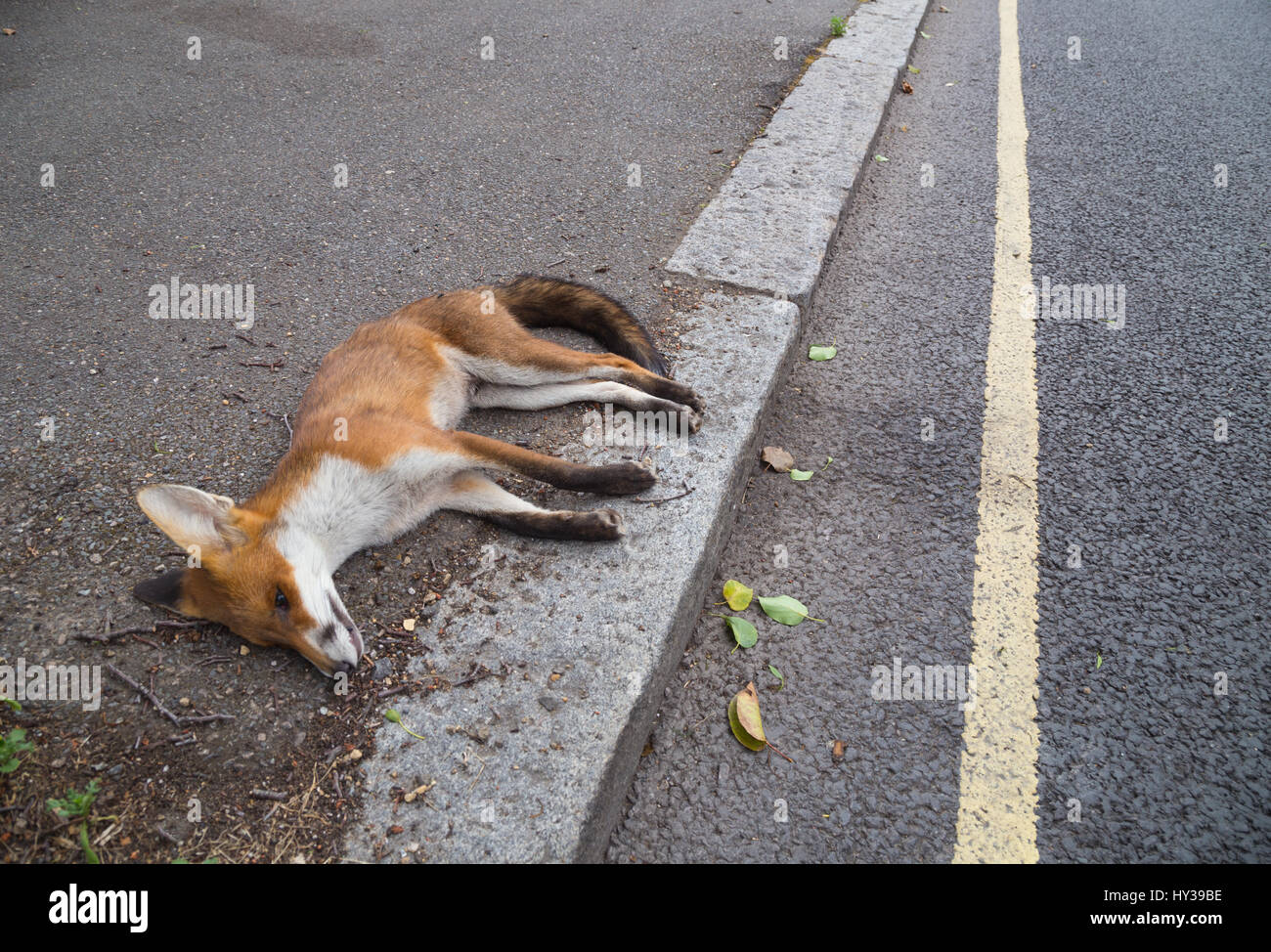 Dead fox lying by the side of a road in north London Stock Photo - Alamy