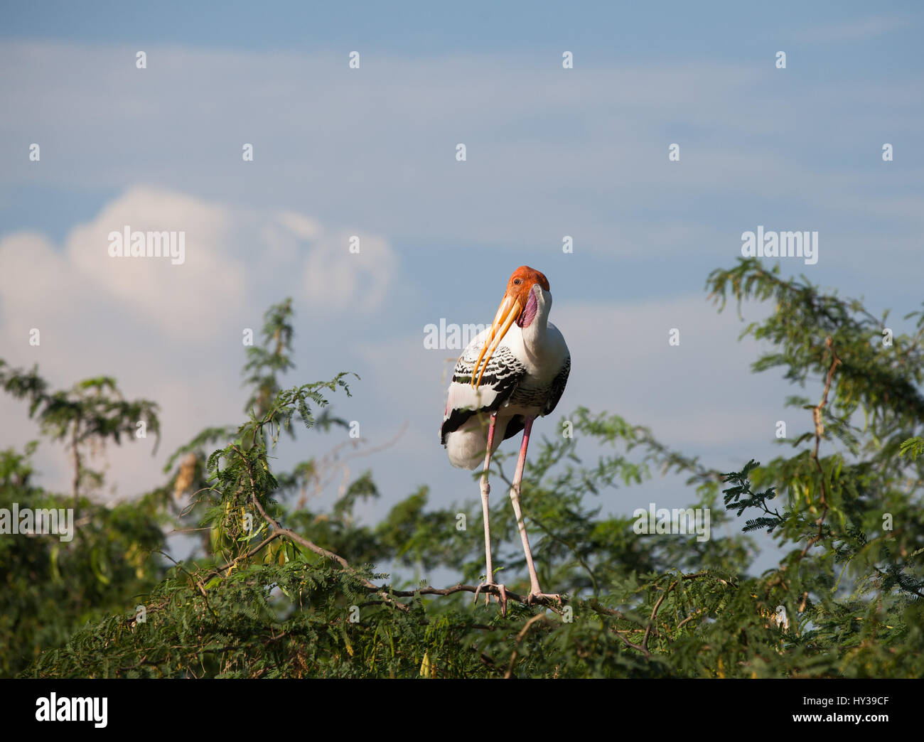 India bird sanctuary hi-res stock photography and images - Alamy