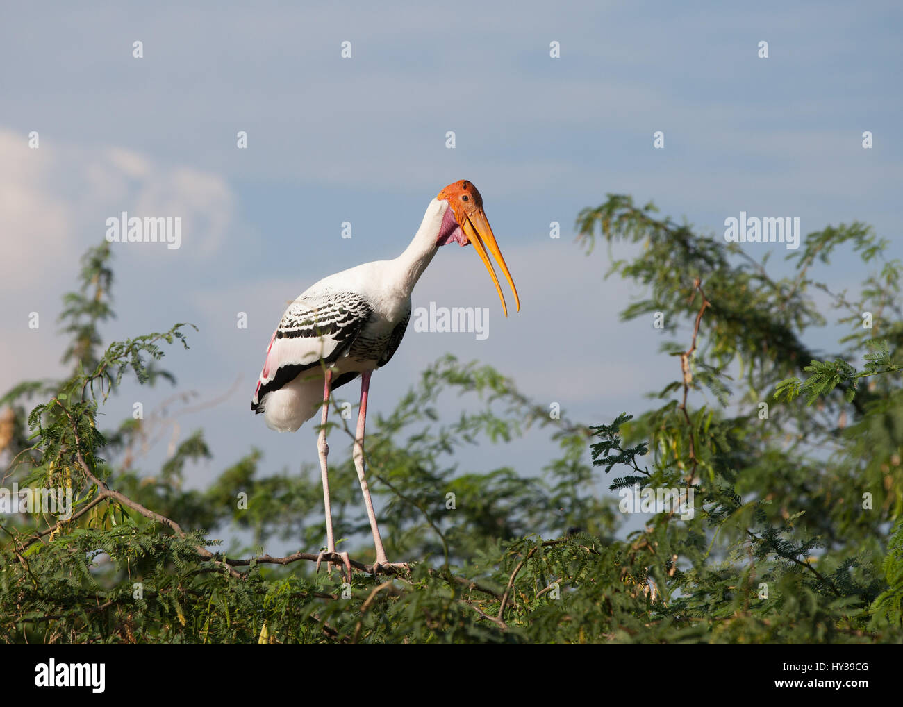 Painted storks in Koonthakulam Bird Sanctuary,Tamil Nadu,India Stock ...