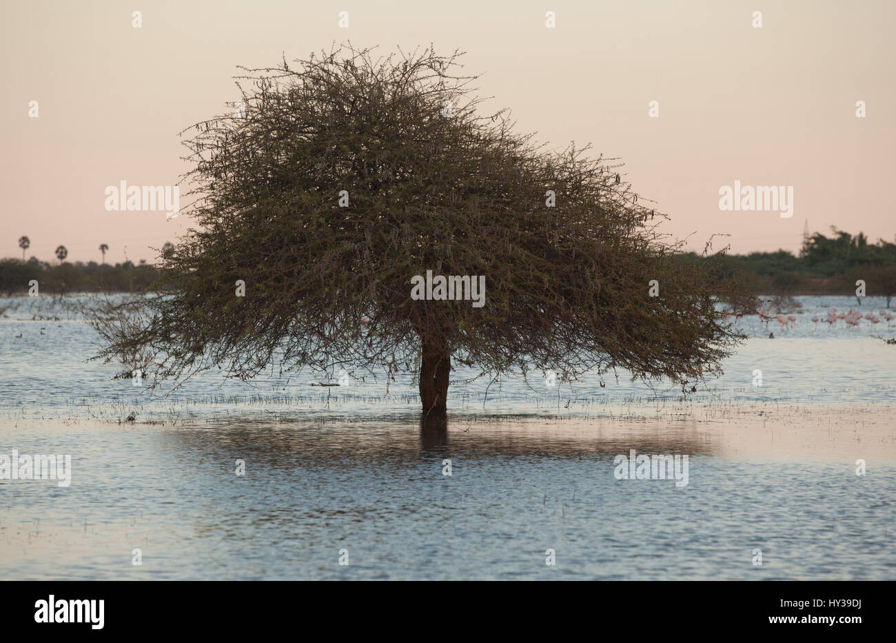 tree in a lake in Koonthankulam Bird Sanctuary Stock Photo - Alamy