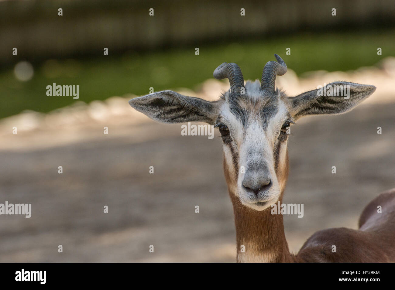 Mammal gazelle dama hi-res stock photography and images - Alamy