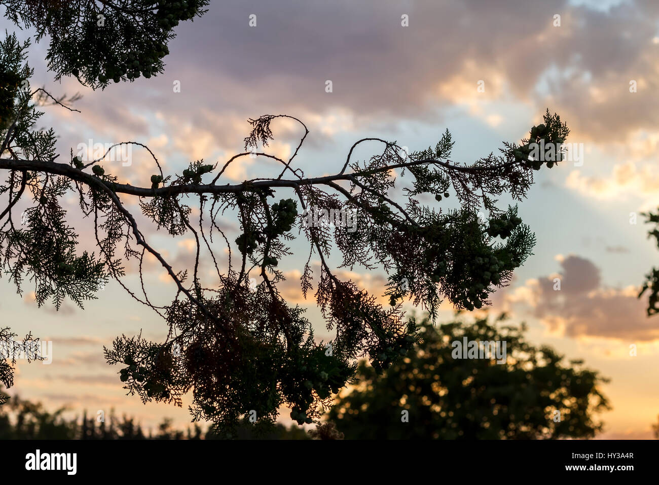 Close up of tree silhouette with sunset shadow sky clouds Stock Photo ...