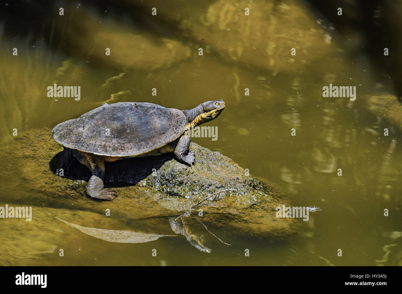 Terrapins in the Melbourne zoo Stock Photo - Alamy