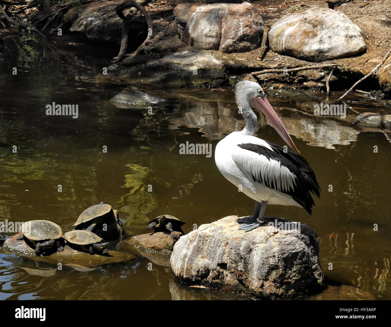Creepy turtle hi-res stock photography and images - Alamy