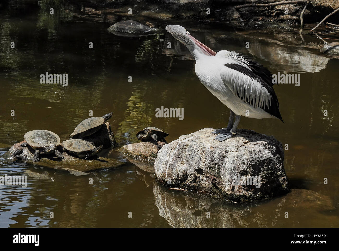 Melbourne zoo hi-res stock photography and images - Alamy