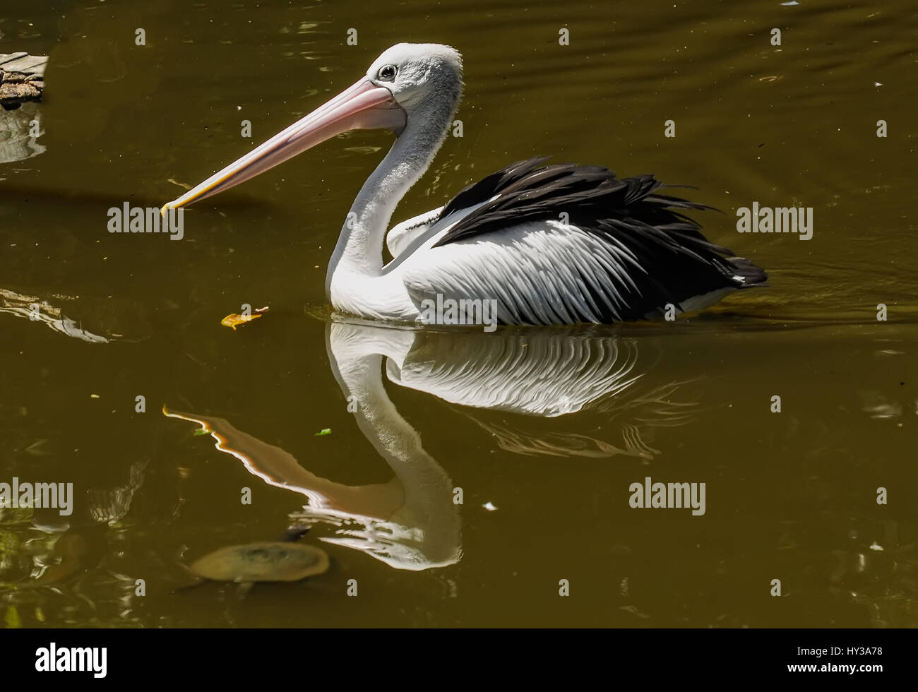 Pelicans and other animals at the Melbourne zoo Stock Photo - Alamy