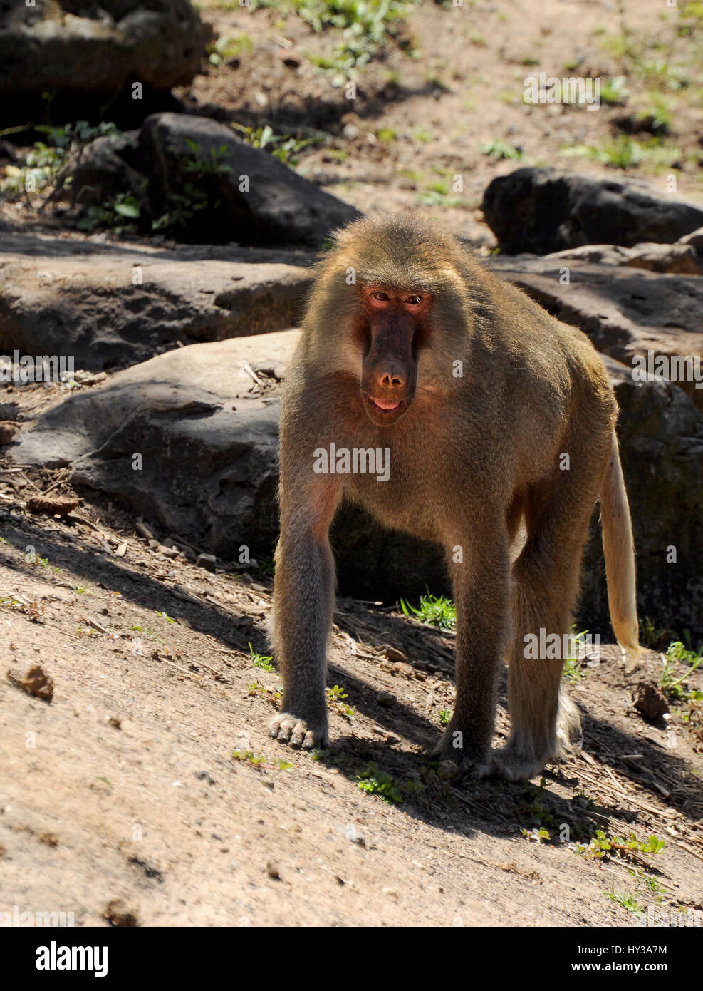 The monkeys in the Melbourne zoo Stock Photo - Alamy