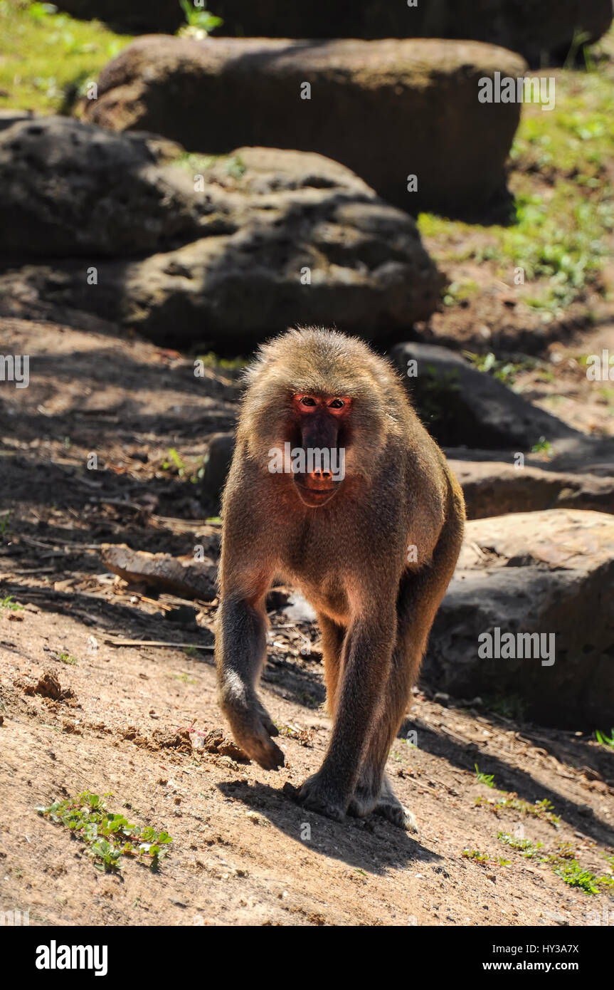The monkeys in the Melbourne zoo Stock Photo - Alamy