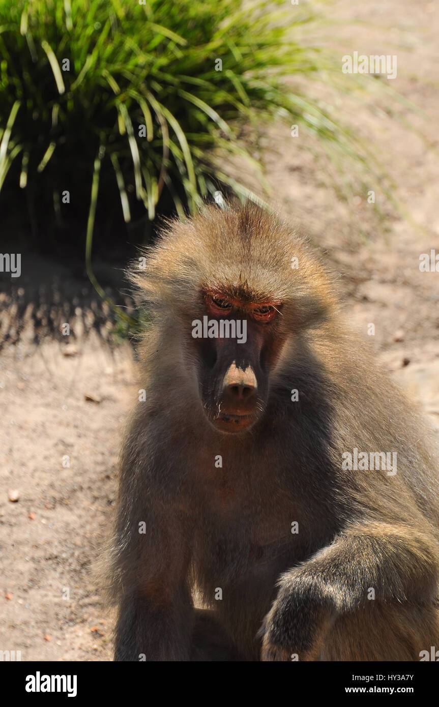 The monkeys in the Melbourne zoo Stock Photo - Alamy