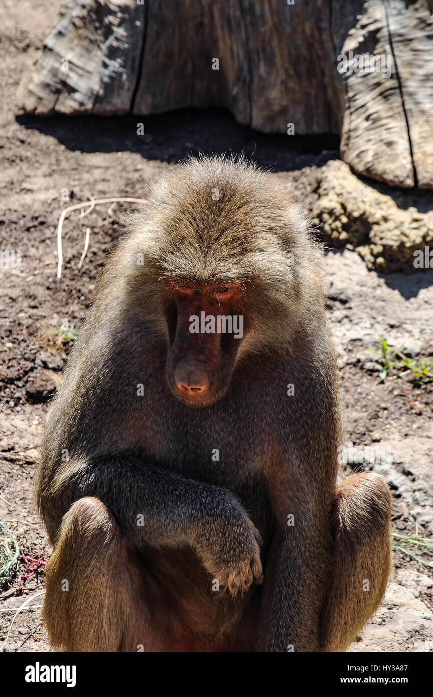 The monkeys in the Melbourne zoo Stock Photo - Alamy