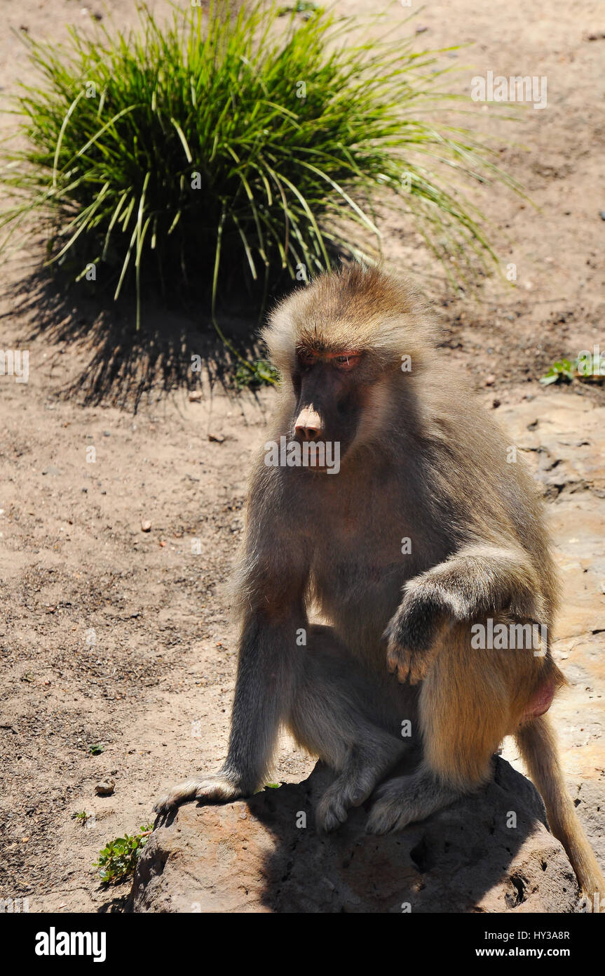 The monkeys in the Melbourne zoo Stock Photo - Alamy