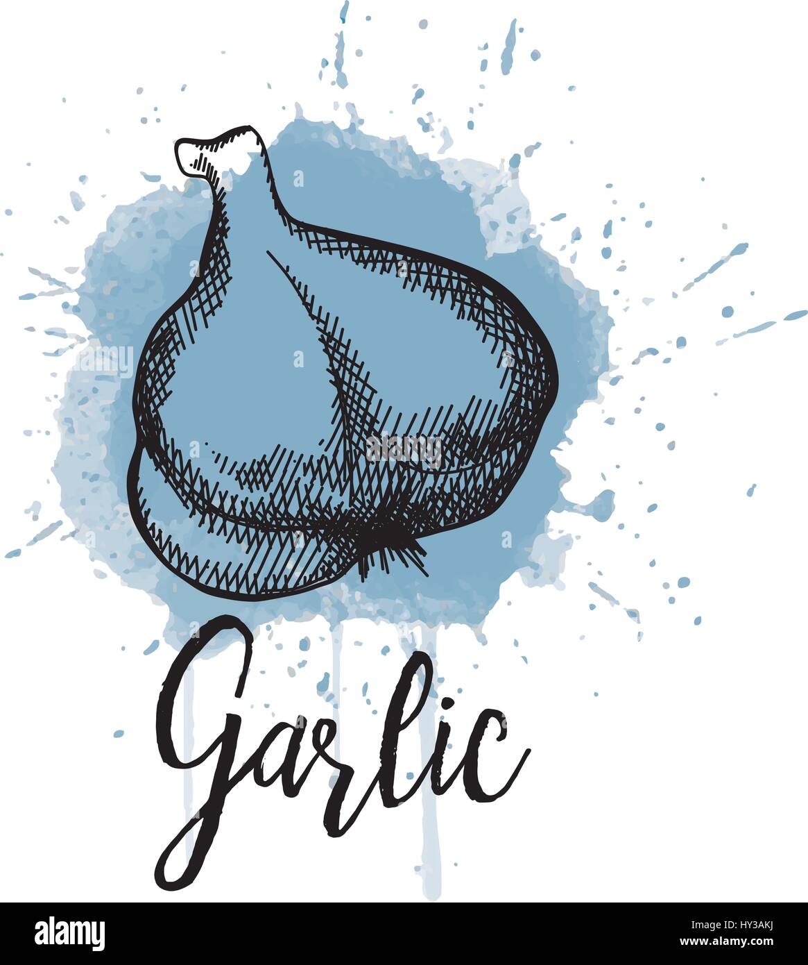 Vector illustration of garlic. Hand drawn graphics Stock Vector Image ...