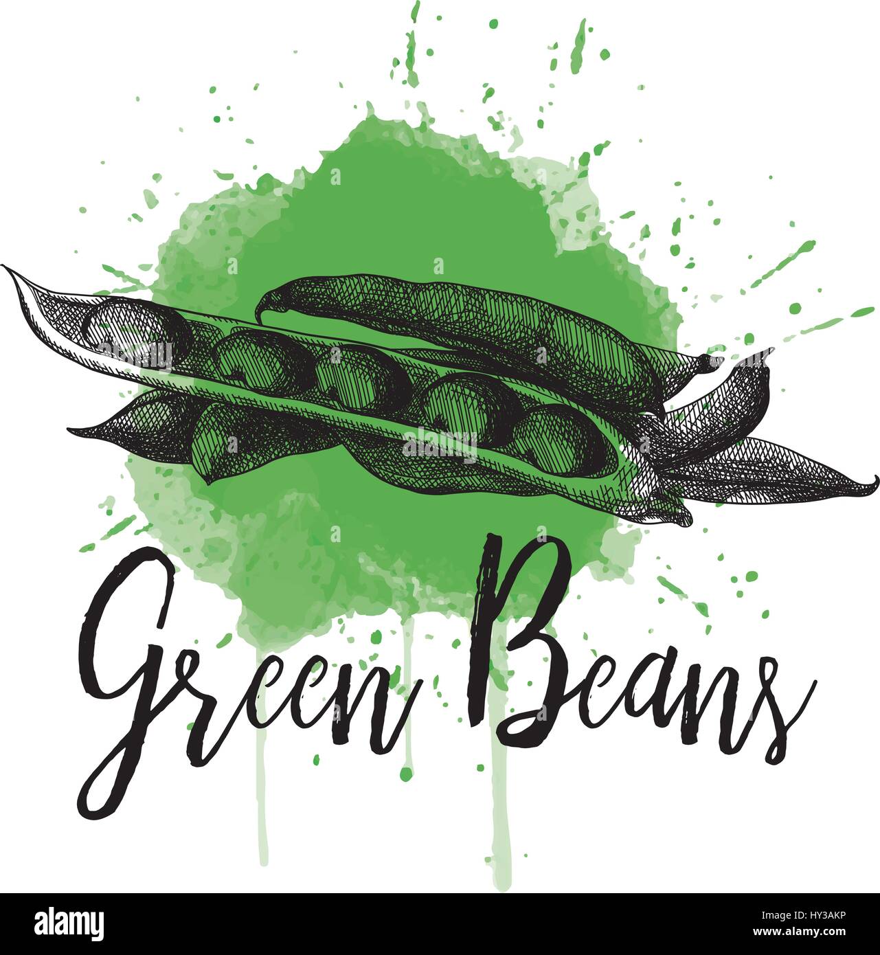 Vector illustration of a green bean. Hand drawn Stock Vector Image ...