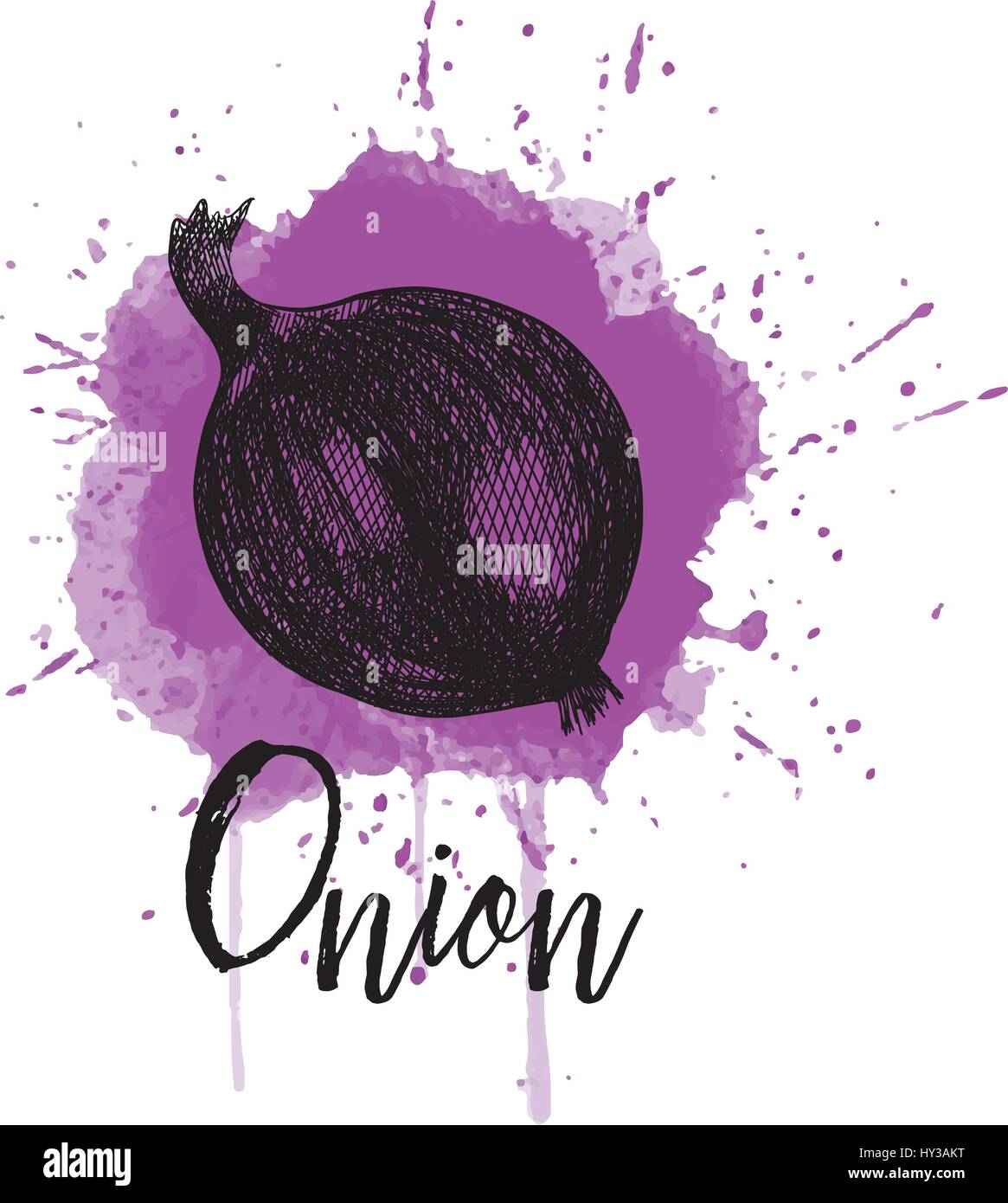 Vector illustration of onion in hand made graphics Stock Vector Image ...