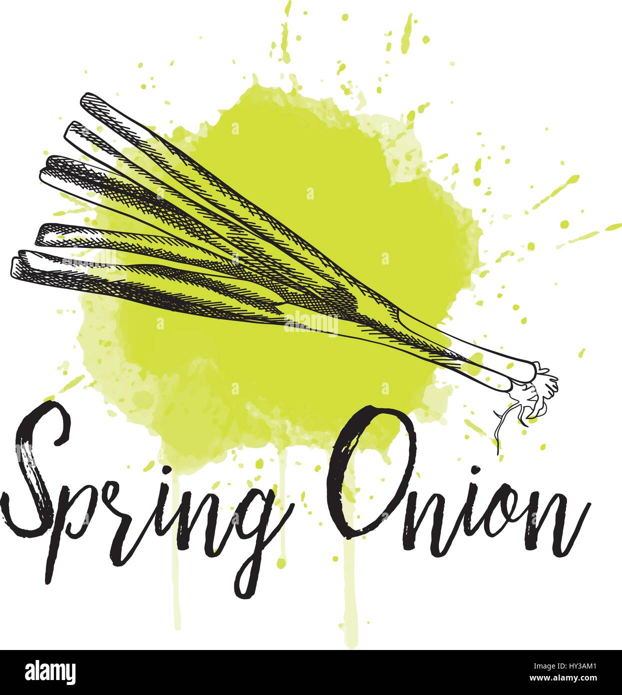 Green spring onion isolated Stock Vector Images - Alamy