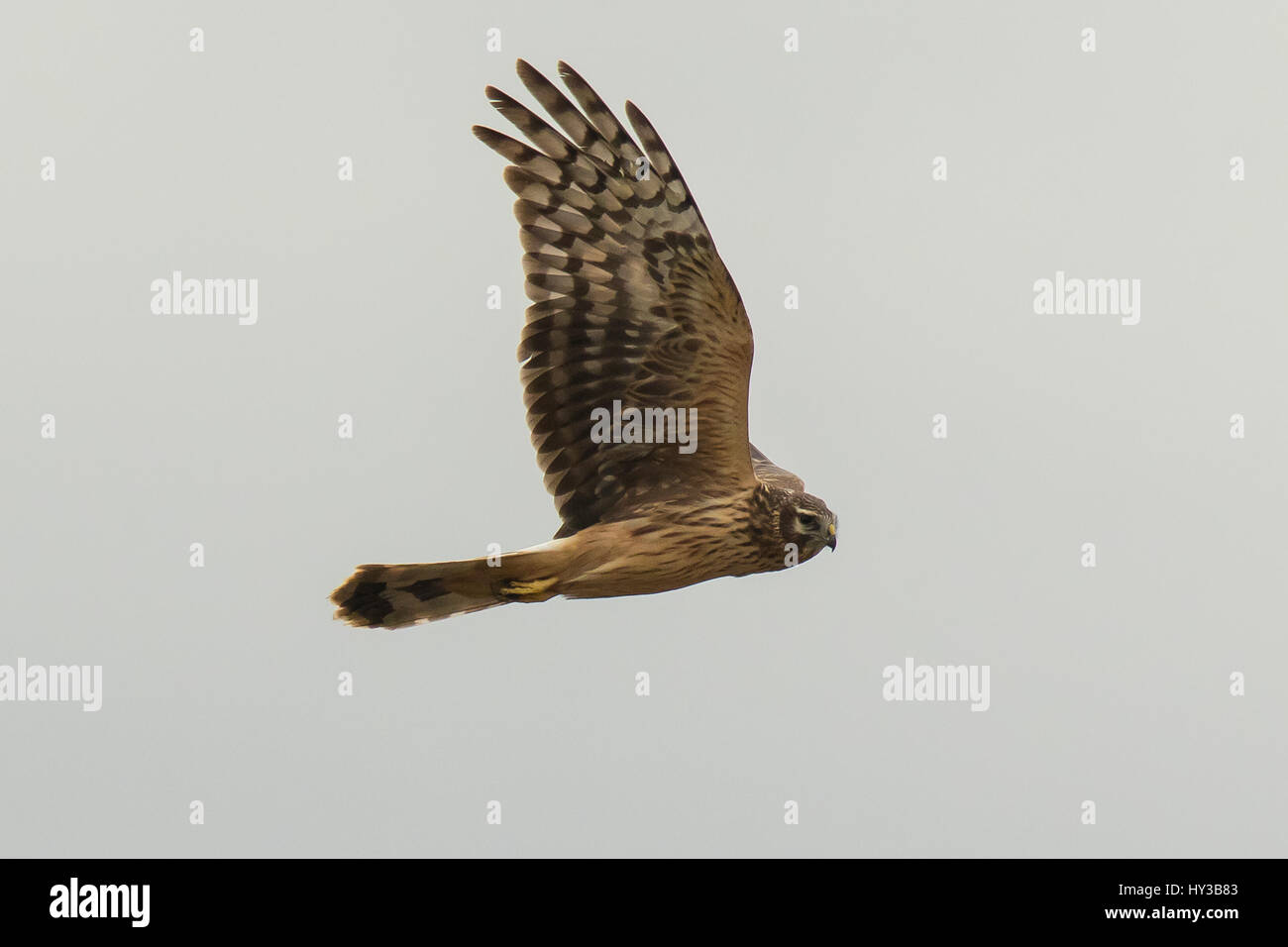 Female hen harrier hi-res stock photography and images - Alamy