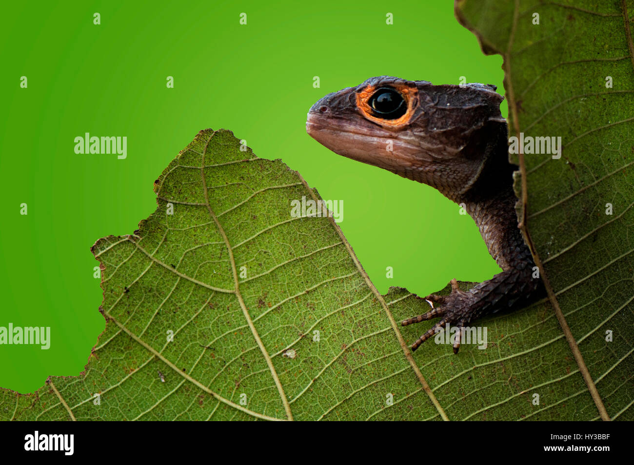 Sunlight croc crocodile hi-res stock photography and images - Alamy