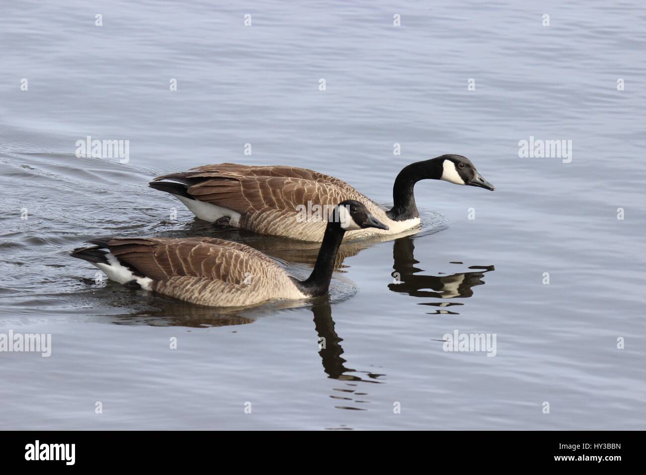 Two Canada Geese swimming together on a lake Stock Photo - Alamy