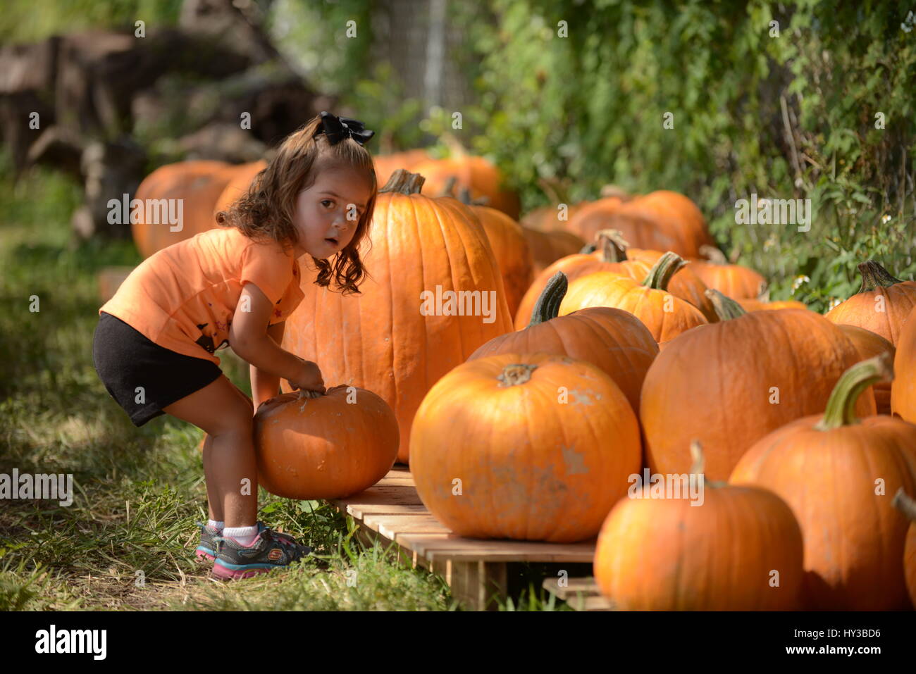 girl in pumpkin patch Stock Photo - Alamy