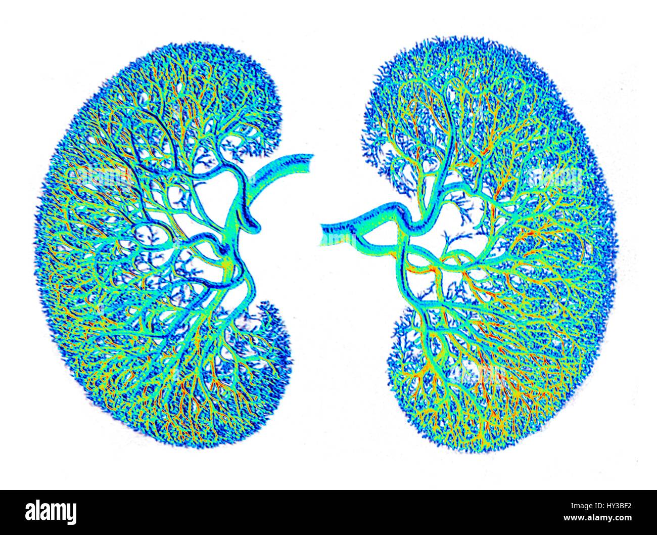 Kidney renal blood vessel anatomy hi-res stock photography and images ...