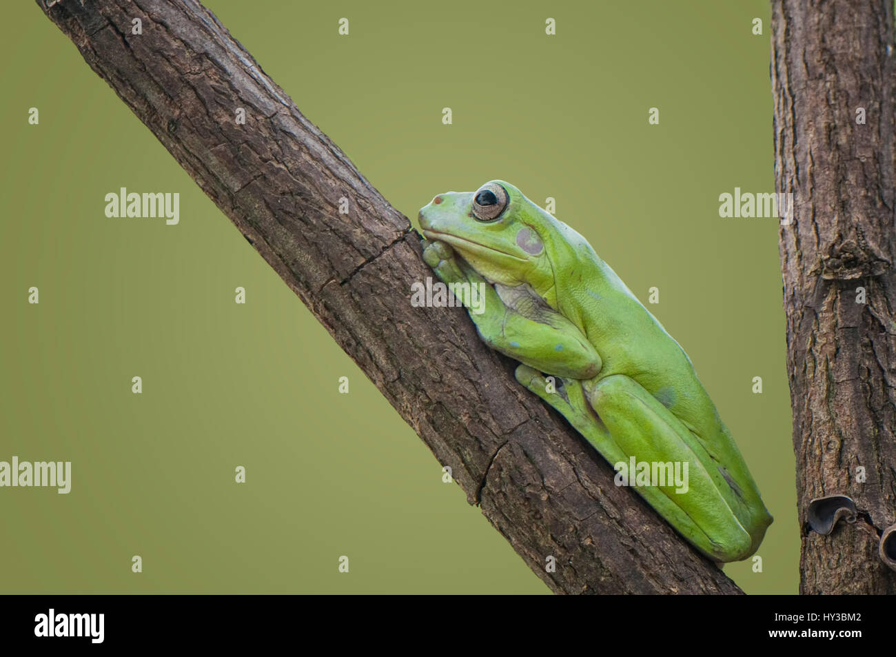 Frog side macro hi-res stock photography and images - Alamy